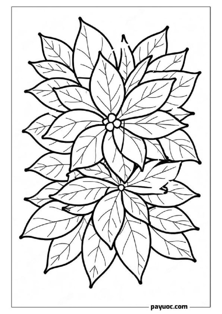 20+ Christmas Poinsettia Coloring Page (FREE PDFs)