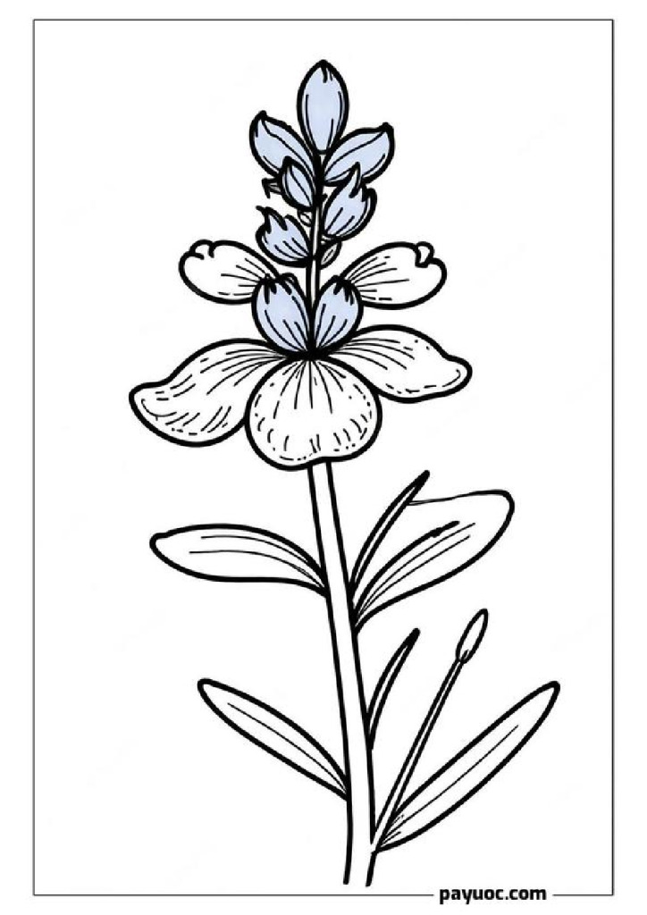 60+ Bluebonnet Flower Coloring Pages for Kids (FREE PDFs)