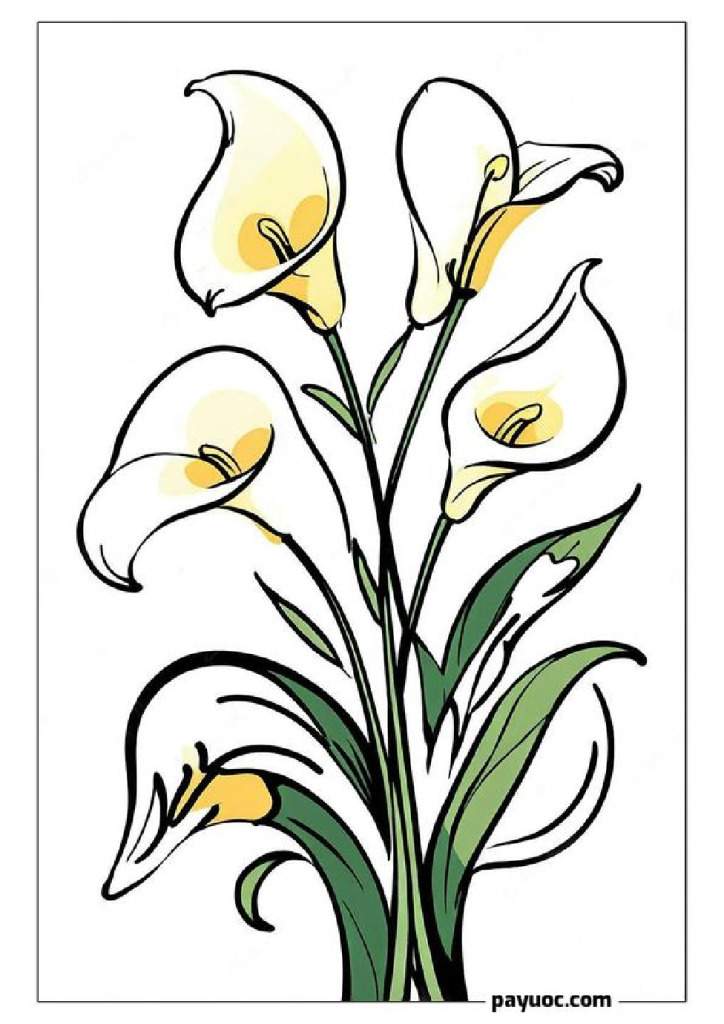 80+ Calla Lily Flower Coloring Pages (FREE PDFs)