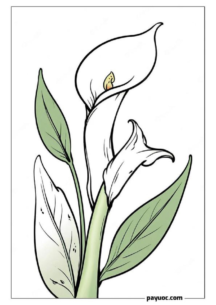 80+ Calla Lily Flower Coloring Pages (FREE PDFs)