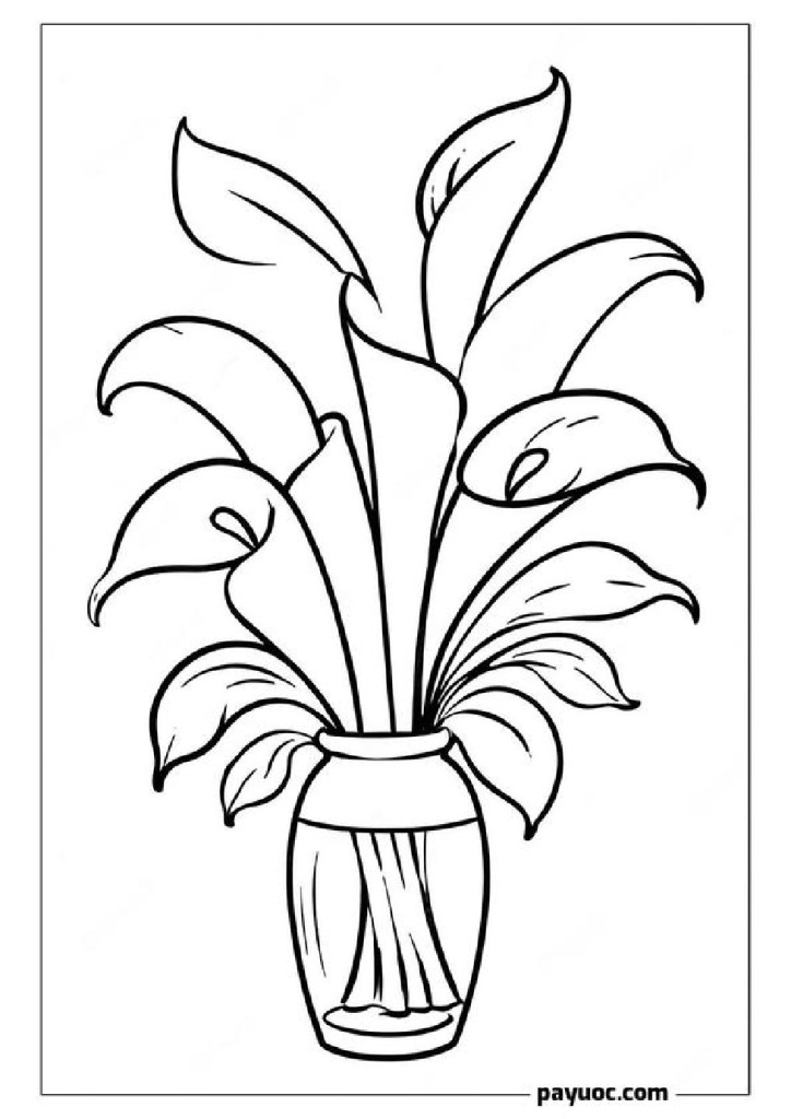 80+ Calla Lily Flower Coloring Pages (FREE PDFs)