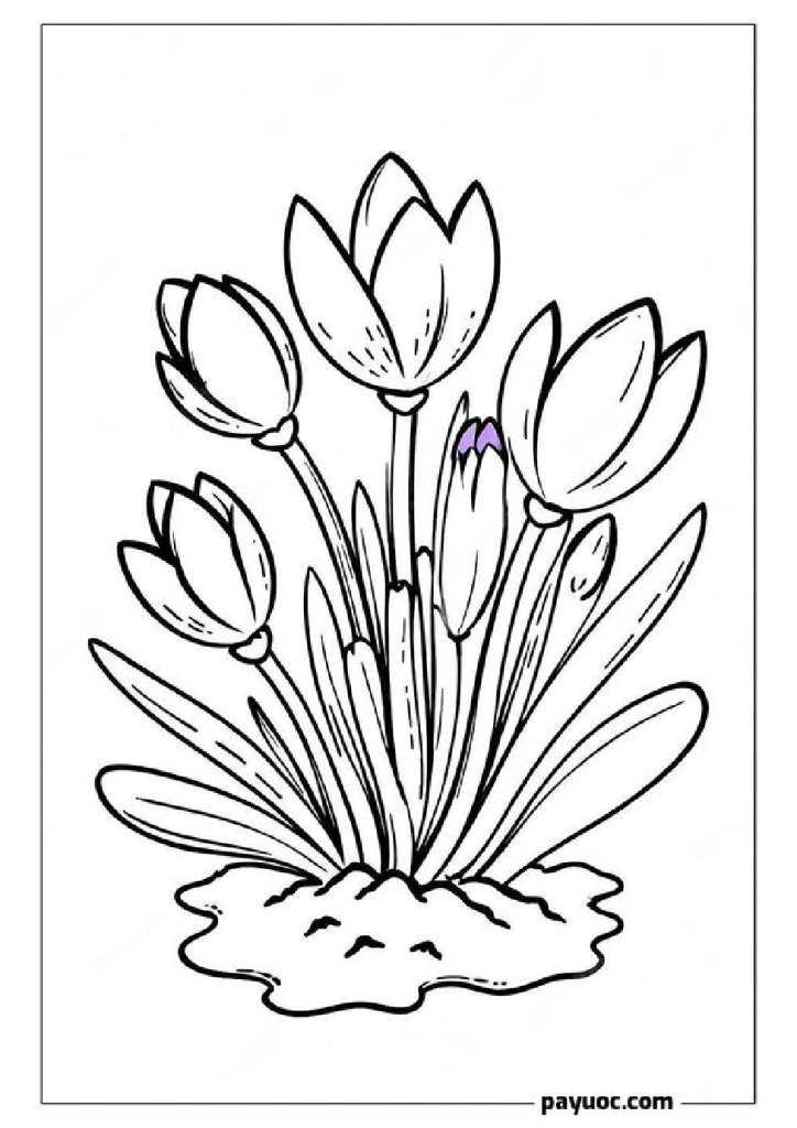 75+ Crocus Flower Coloring Pages (FREE PDFs)