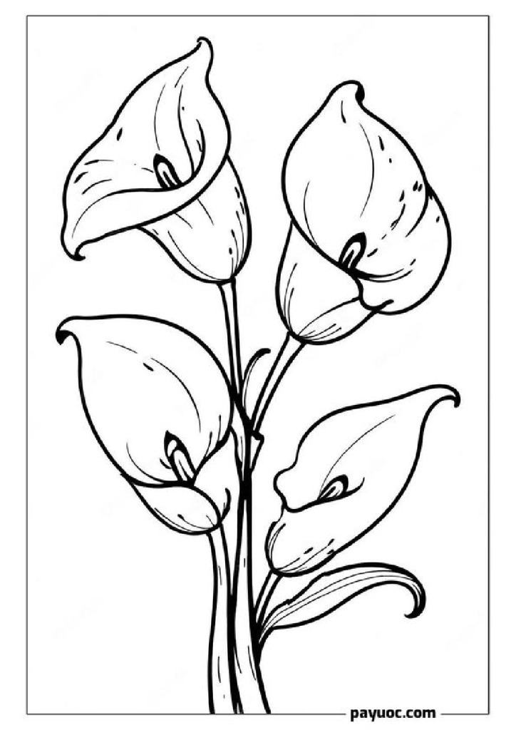 80+ Calla Lily Flower Coloring Pages (FREE PDFs)