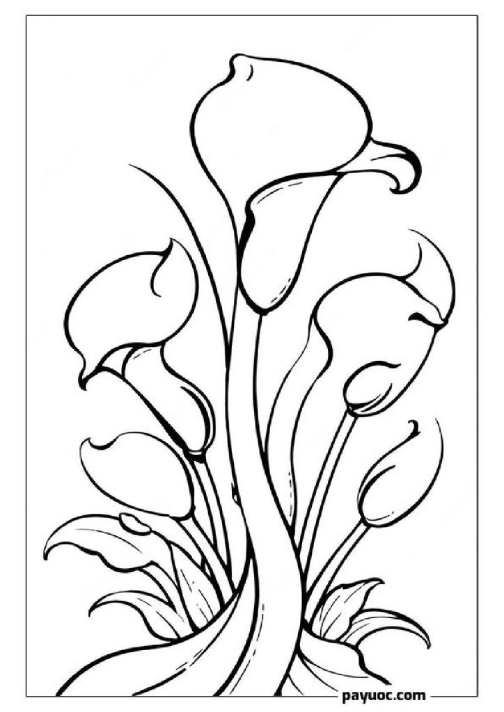 80+ Calla Lily Flower Coloring Pages (FREE PDFs)