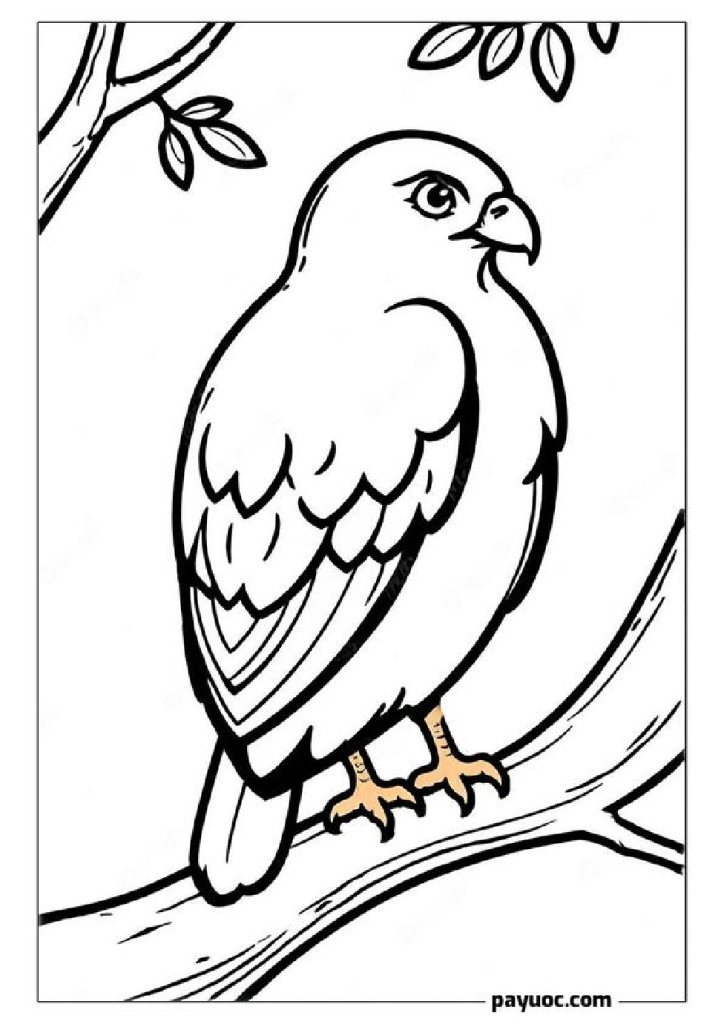 45+ Hawk Coloring Pages for Kids (FREE PDFs)